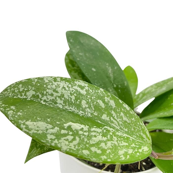 Hoya ‘Silver Splash’ | Hoya pubicalyx ‘Silver Splash’, 4" – We Got ...