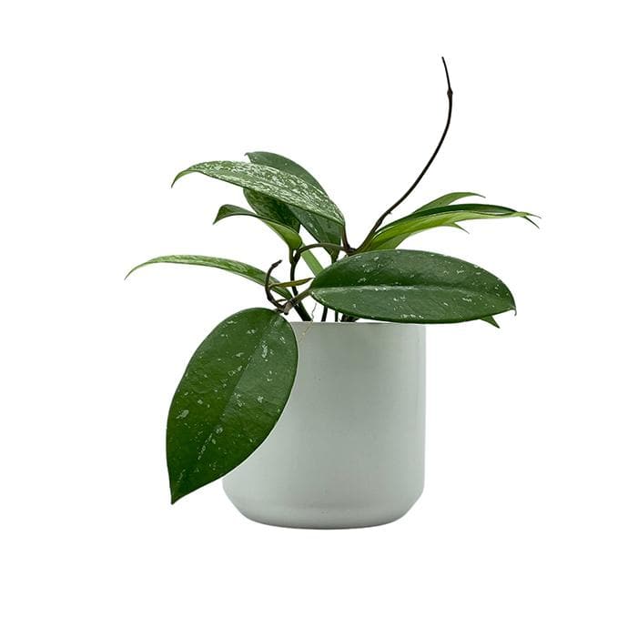 Hoya ‘Silver Splash’ | Hoya pubicalyx ‘Silver Splash’, 4" – We Got ...